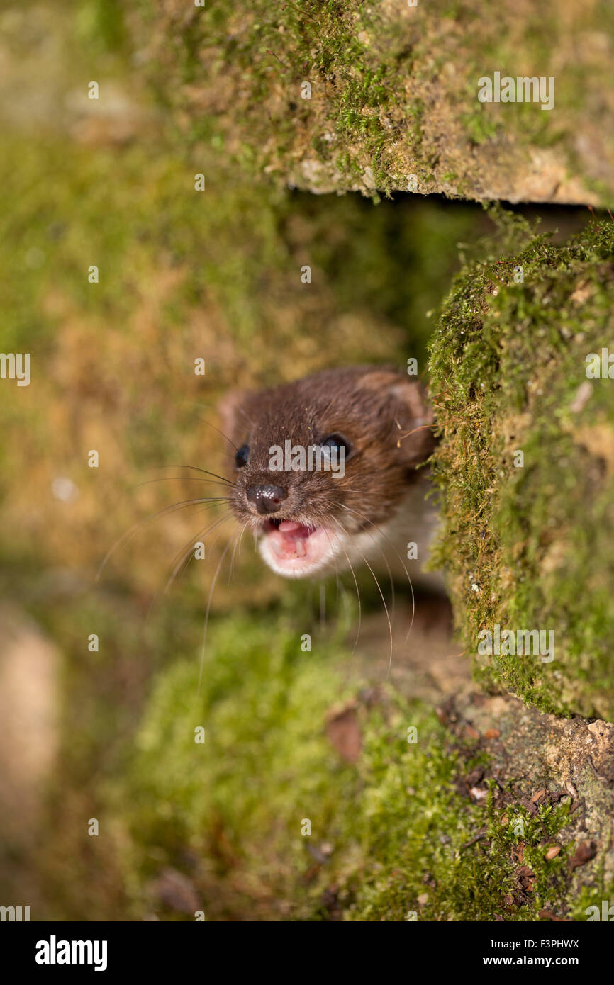 Weasel; Mustela nivalis Single Looking Through Hole; Devon; UK Stock ...