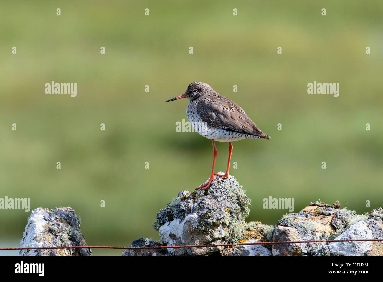 Common Redshank Tringa totanus in breeding plumage adult perched on ...