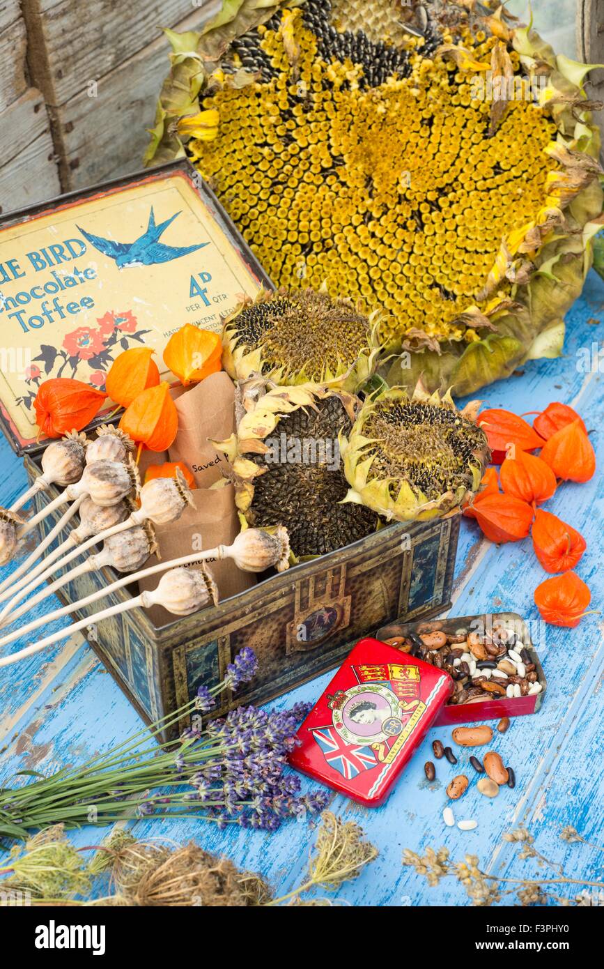 Collecting Seeds Garden High Resolution Stock Photography and Images ...