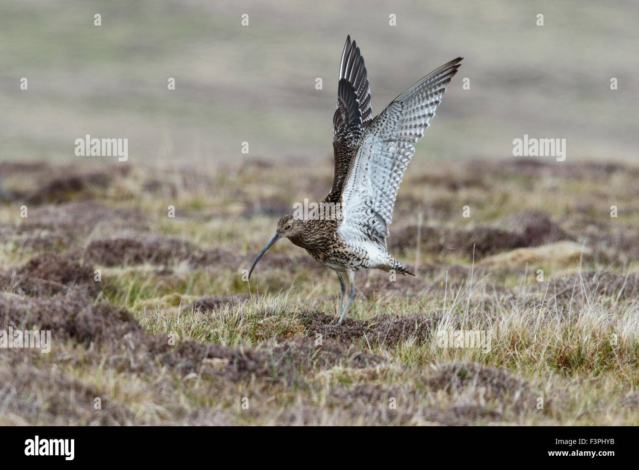 Eurasian Curlew Numensias arquata adult female wings raised display on ...