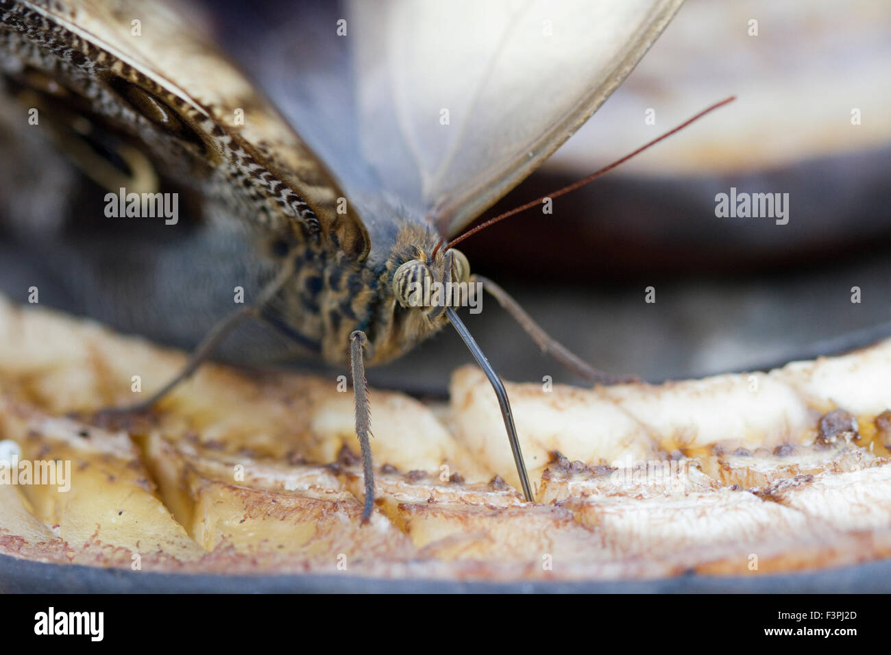Owl Butterfly (Caligo memnon) feeding Stock Photo - Alamy
