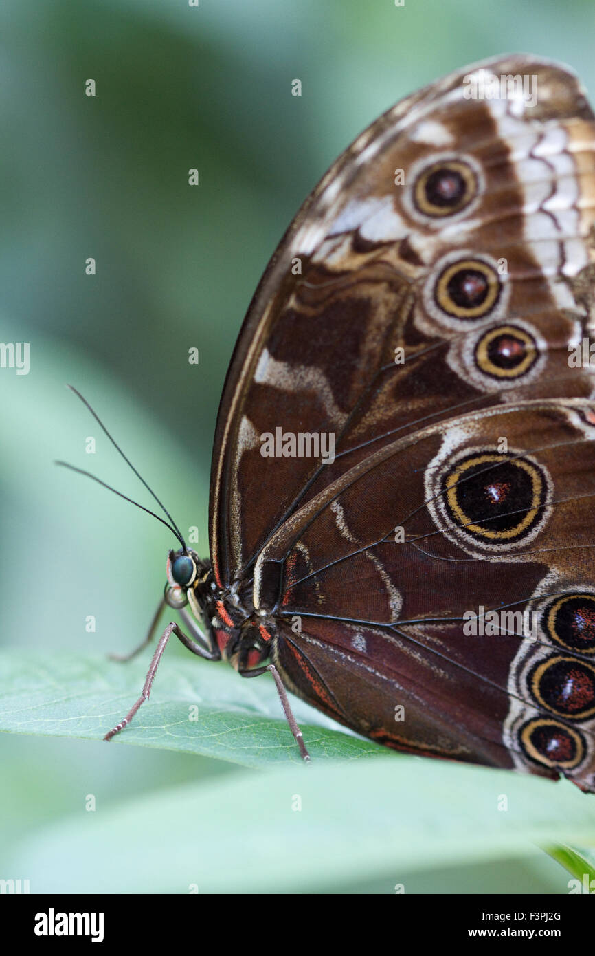Owl Butterfly (Caligo memnon Stock Photo - Alamy