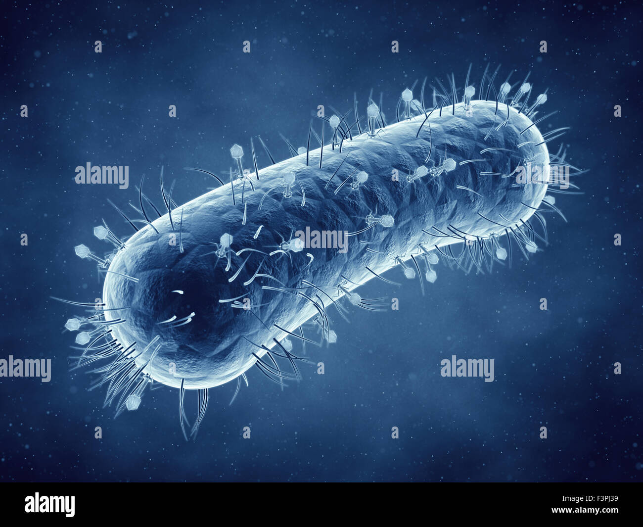 Bacteriophage viruses infecting bacterial cells , Bacterial viruses ...