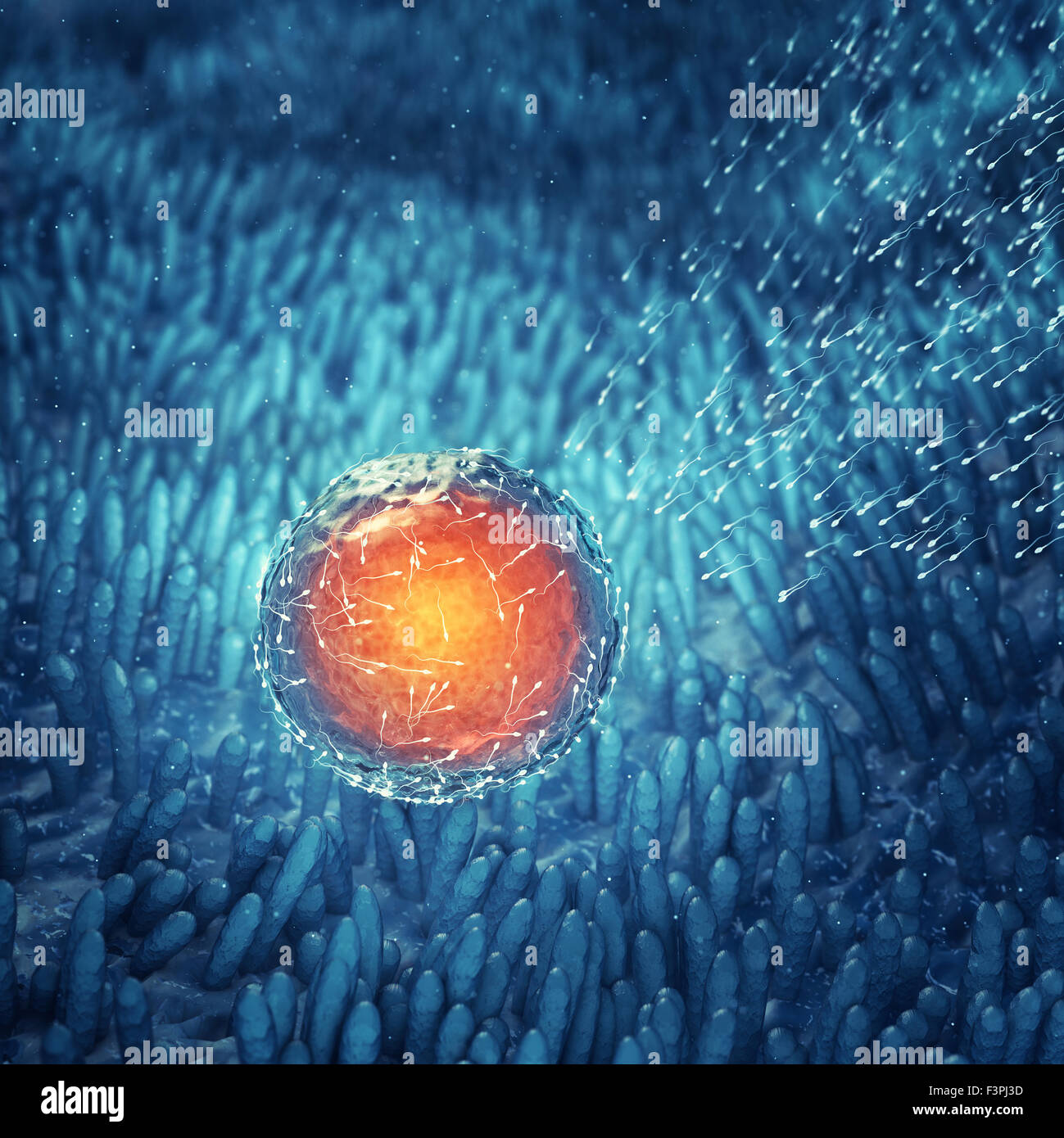 Sperm cells fertilizing an egg cell , Conception Stock Photo - Alamy