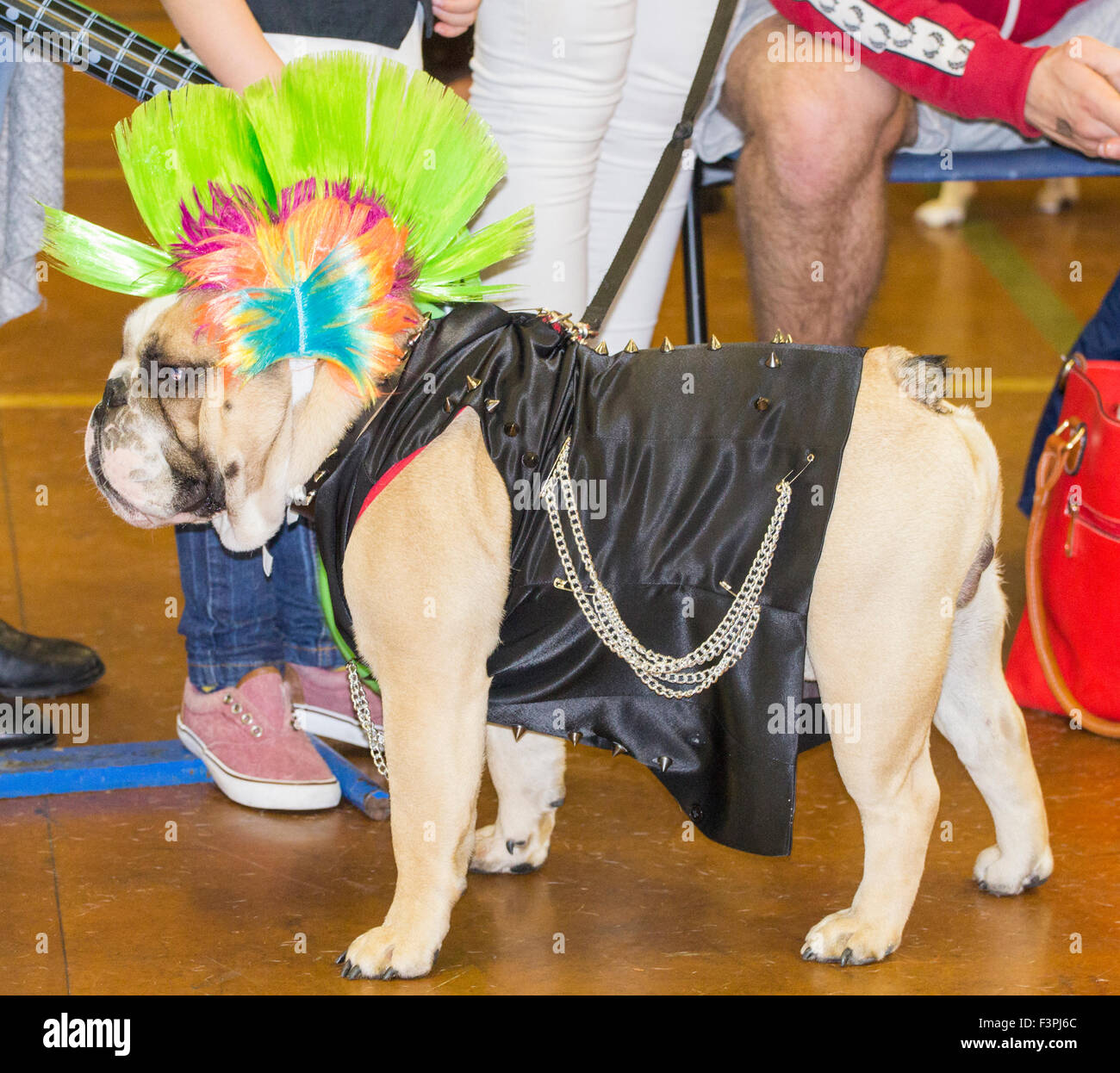Punk bulldog hi-res stock photography and images - Alamy
