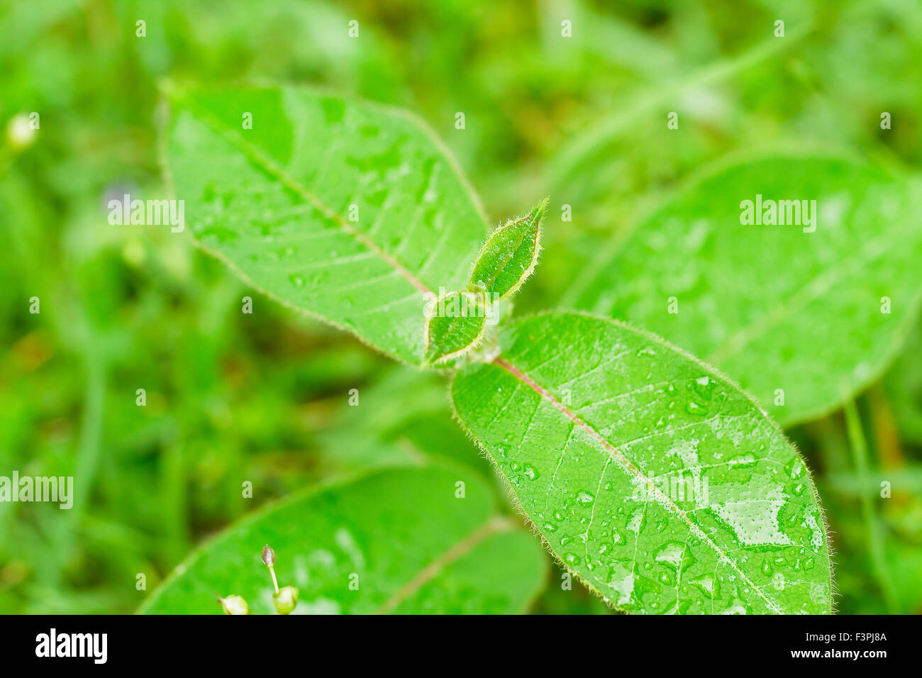 Leaves soft peaks Stock Photo - Alamy