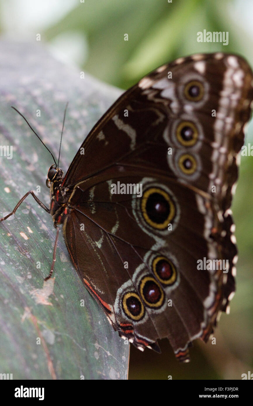 Owl Butterfly Caligo Memnon High Resolution Stock Photography and ...