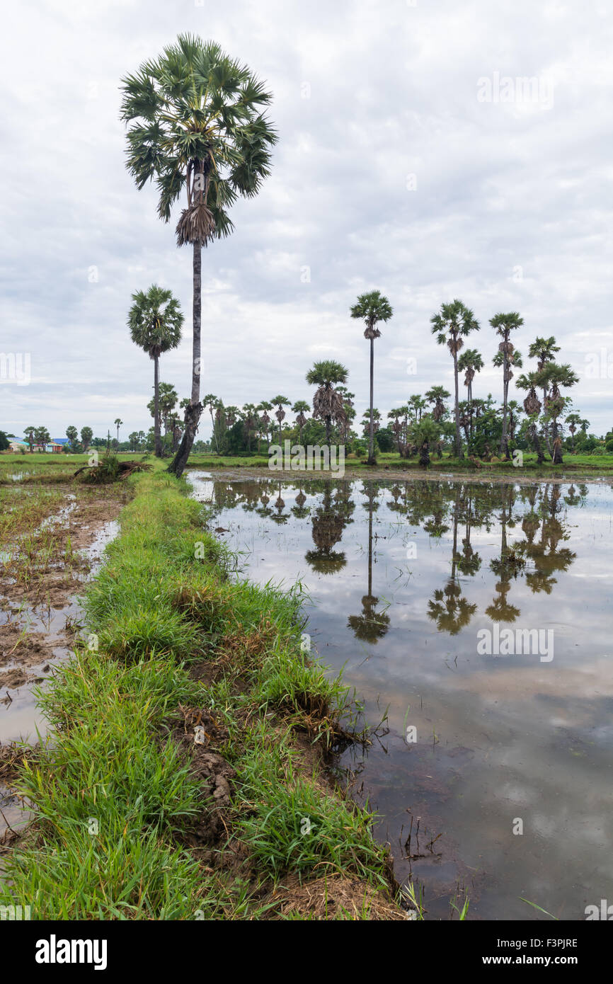 Field preparation for planting during the rainy season Stock Photo - Alamy