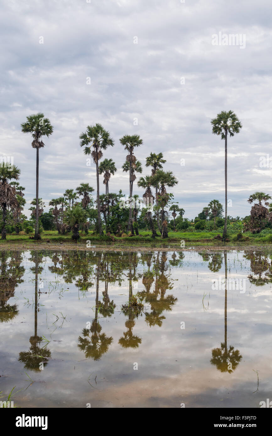 Field preparation for planting during the rainy season Stock Photo - Alamy