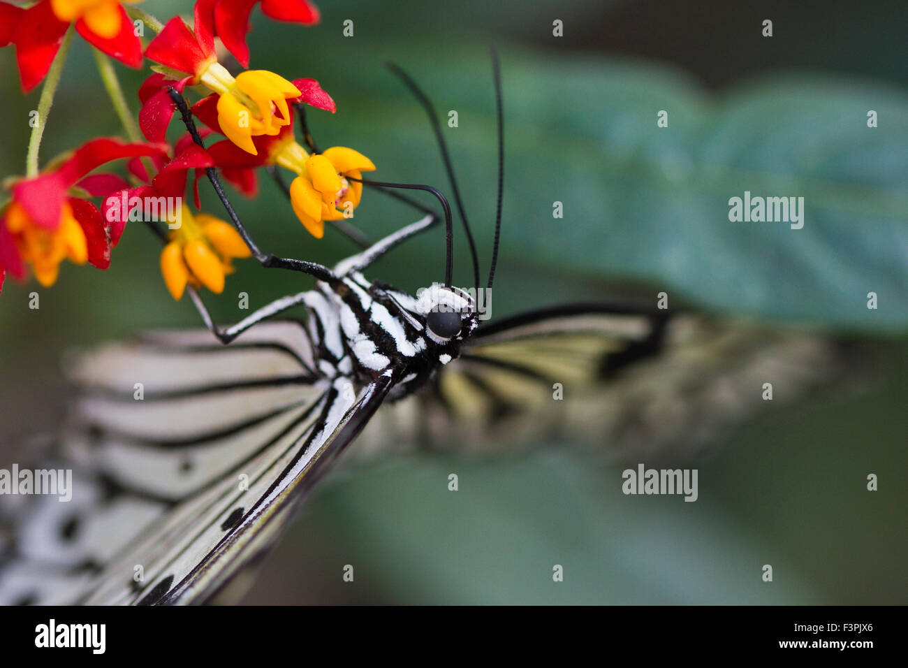 Tree Nymph Butterfly (Idea Leuconoe Stock Photo - Alamy