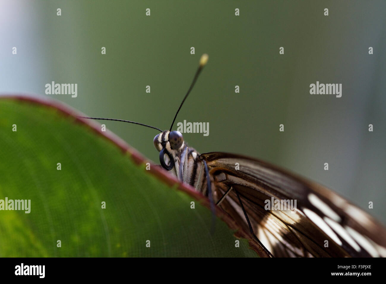 Common Sergeant Butterfly (Athyma perius Stock Photo - Alamy