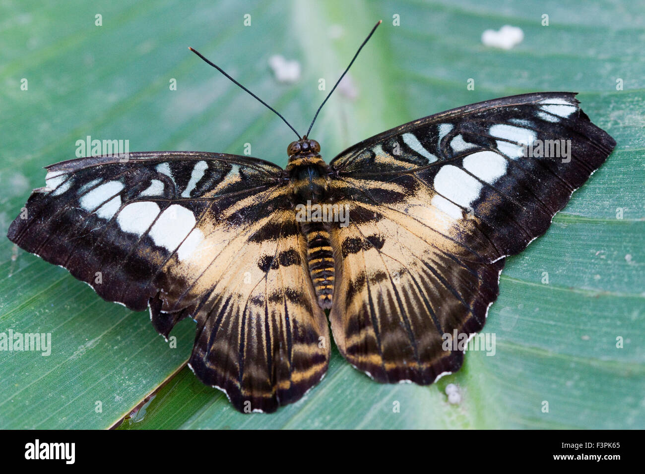 Clipper Butterfly (Parthenos Sylvia Stock Photo - Alamy