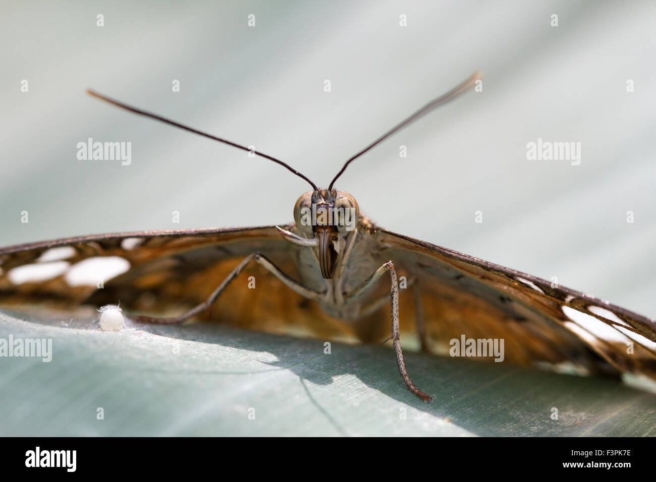 Clipper Butterfly (Parthenos Sylvia Stock Photo - Alamy