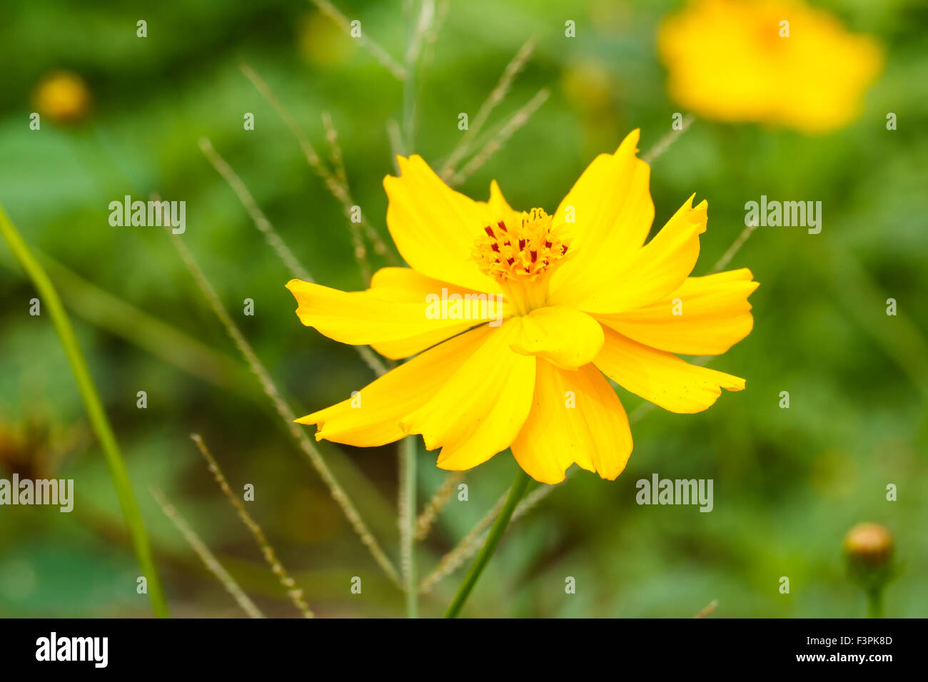 Yellow Cosmos flower Stock Photo - Alamy