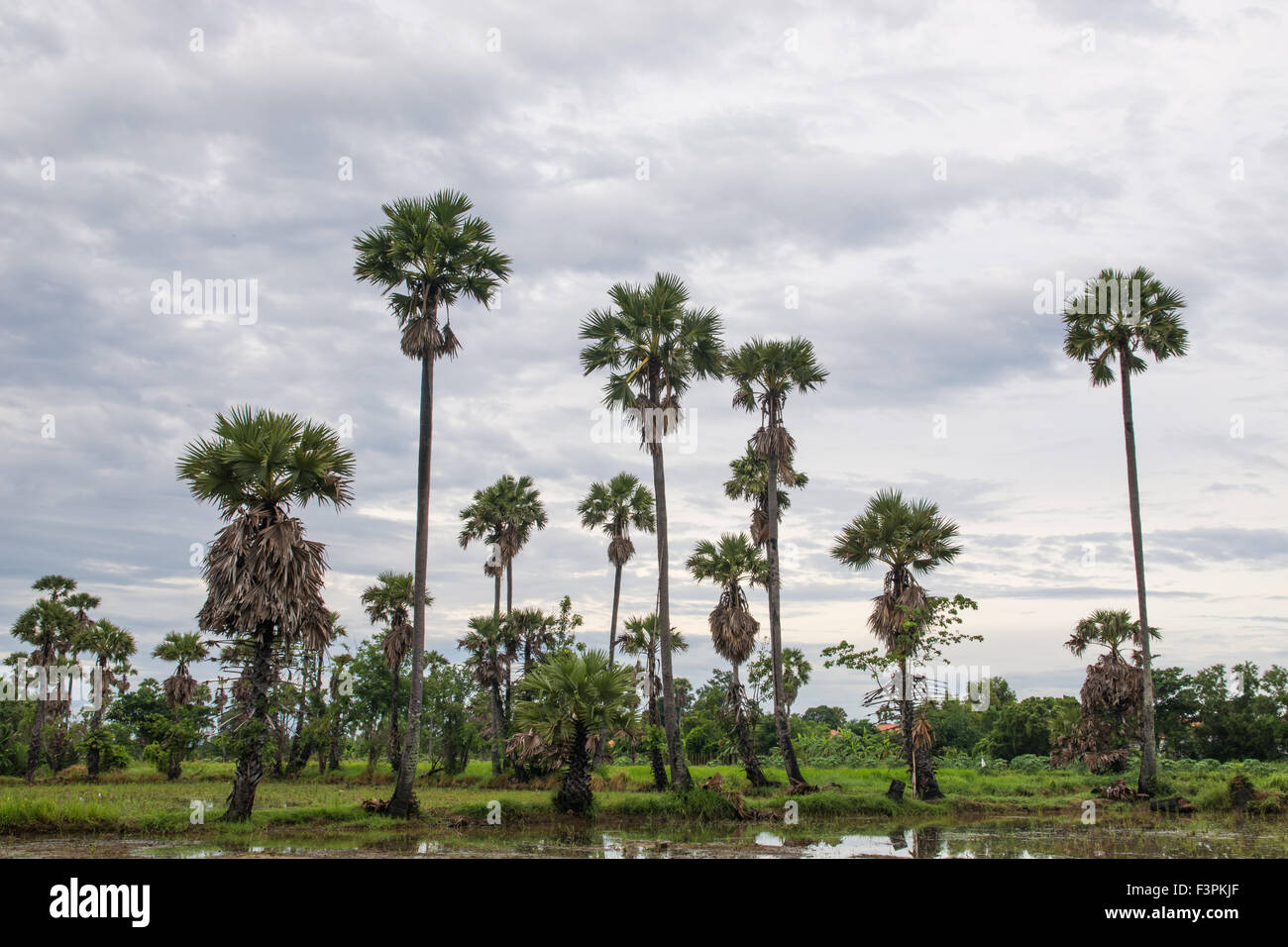 Field preparation for planting during the rainy season Stock Photo - Alamy