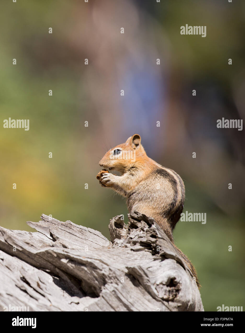 Golden-mantled Ground Squirrel Stock Photo - Alamy