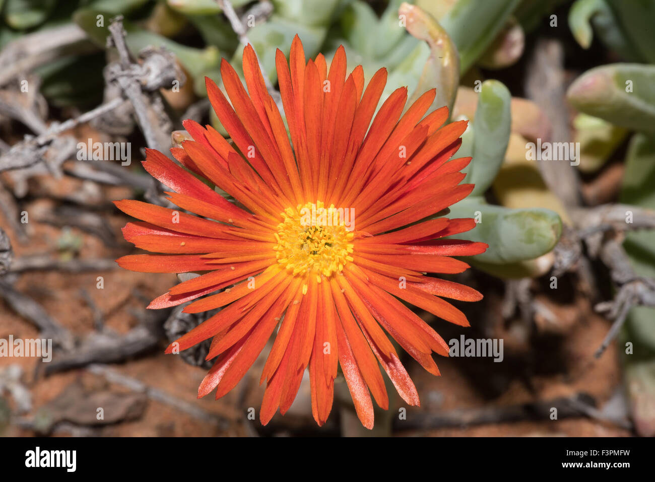 Malephora crocea hi-res stock photography and images - Alamy