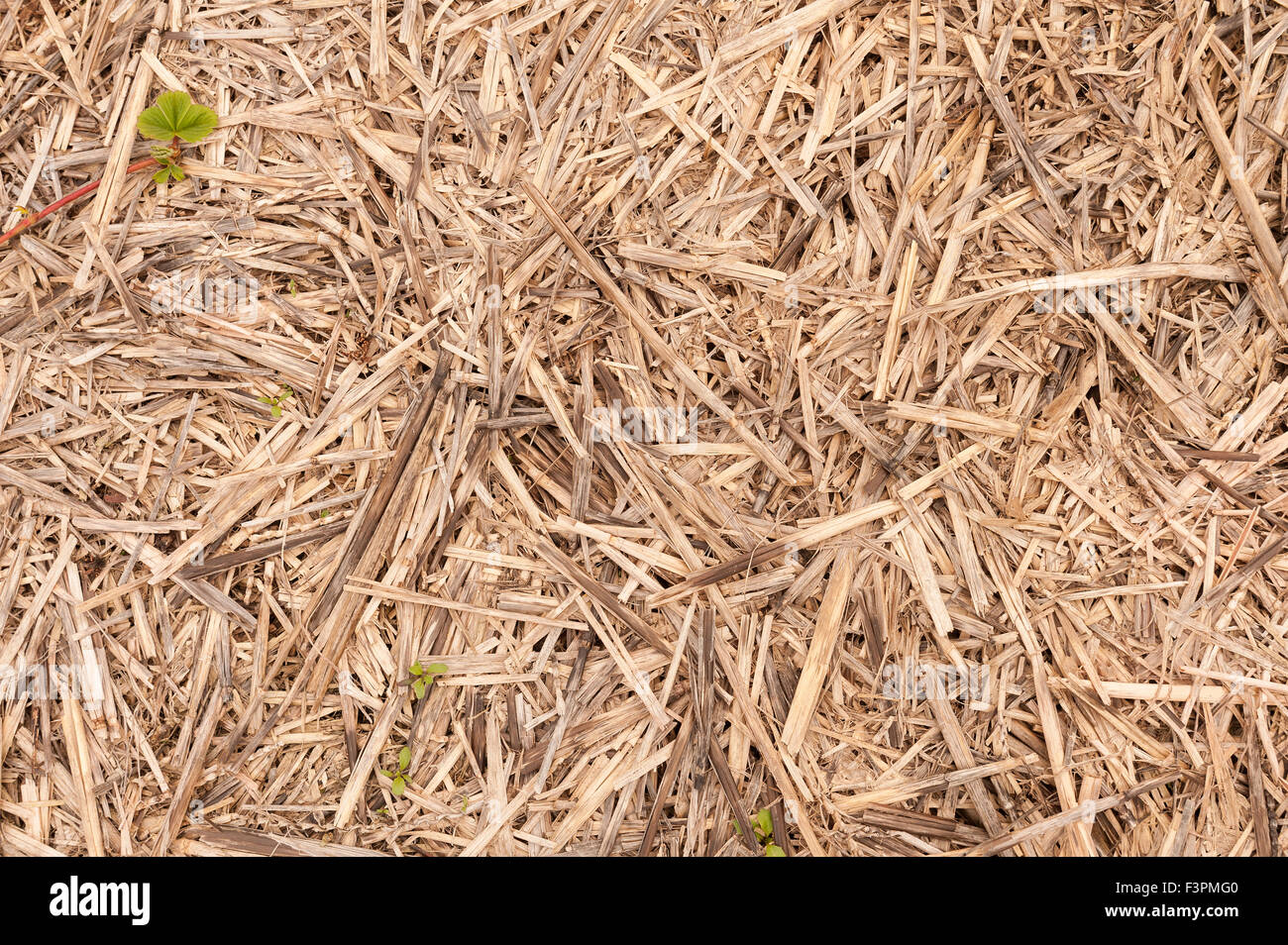 weathered sun bleached straw used as organic weed suppressor in ...