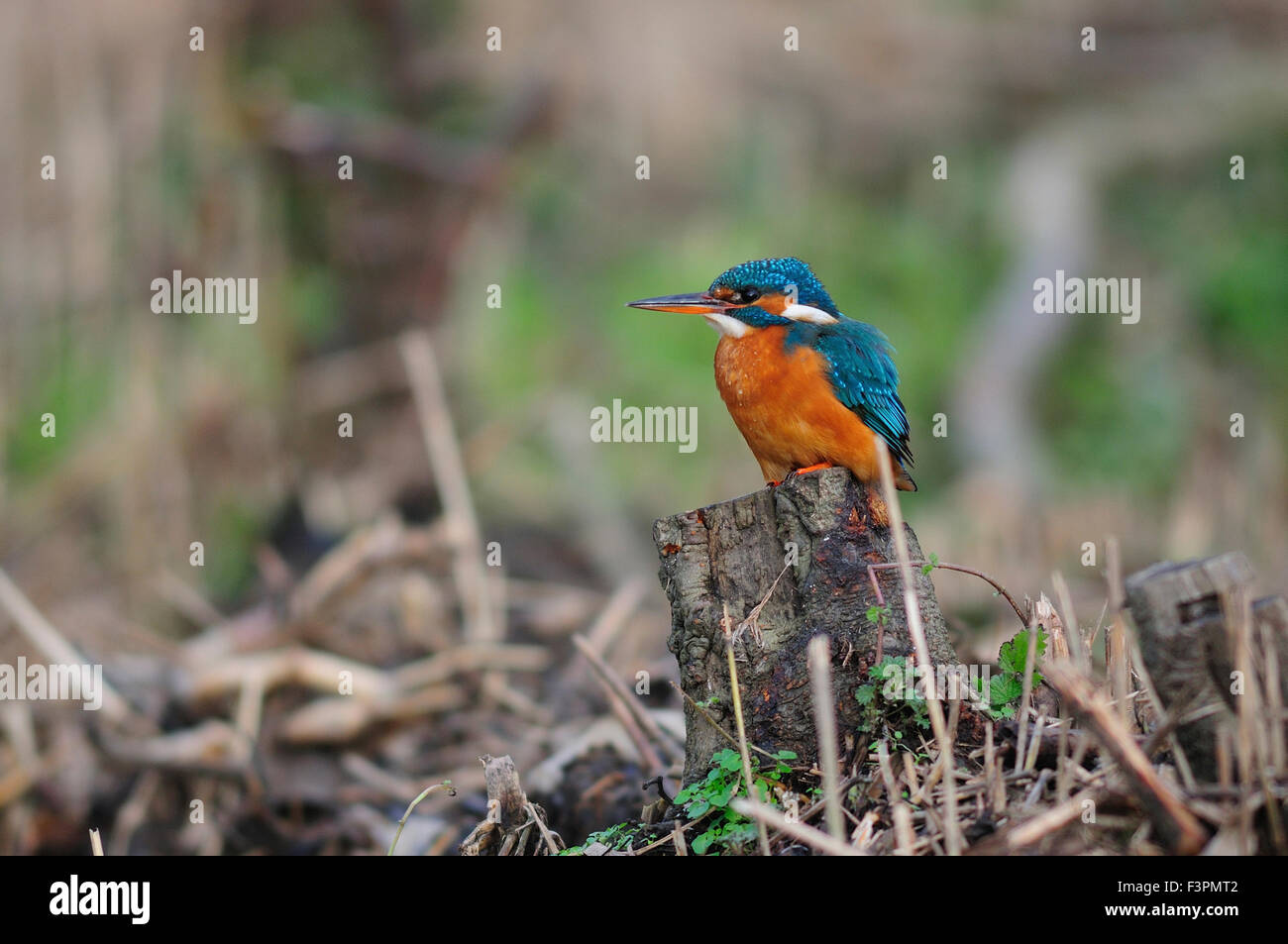 Deep blue kingfisher hi-res stock photography and images - Alamy