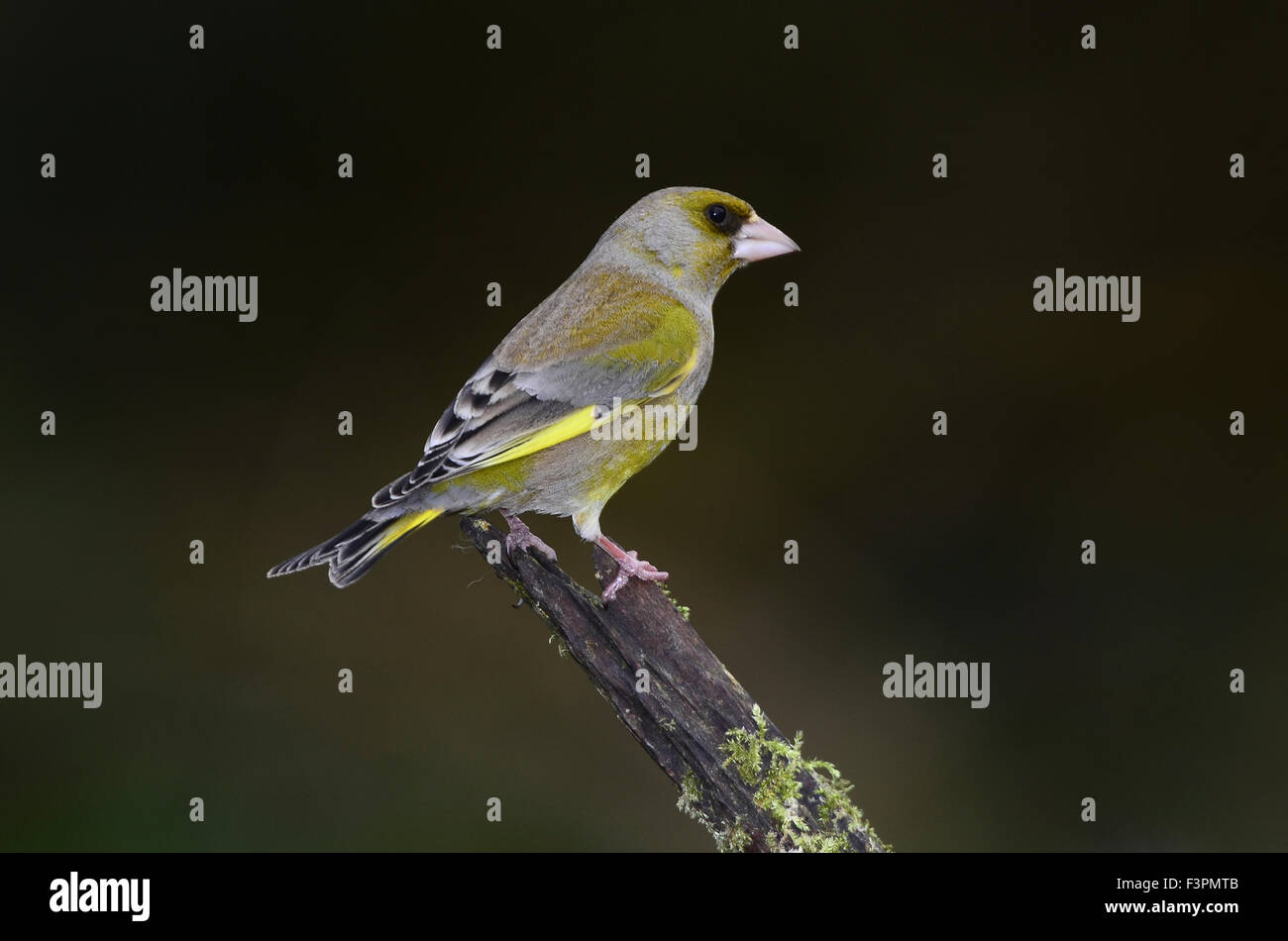 Greenfinch portait hi-res stock photography and images - Alamy