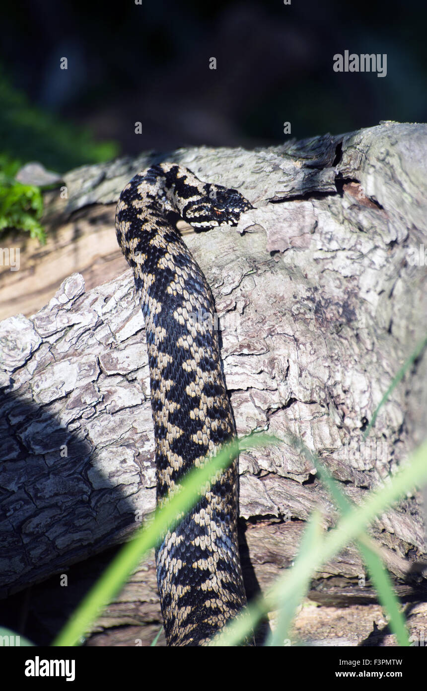 Adder Snake Vipera Berus Venomous Stock Photo - Alamy