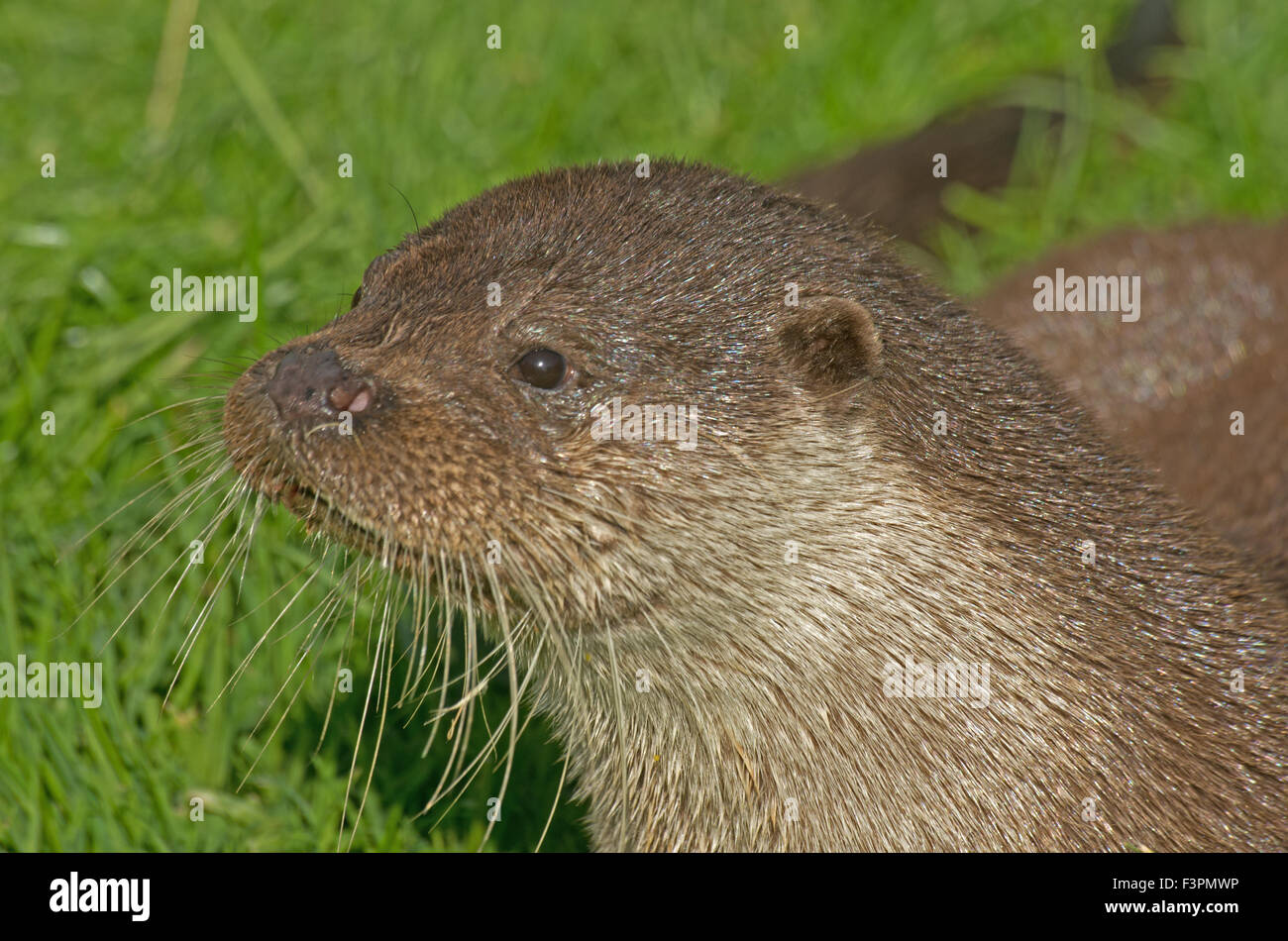 European, British Otter Head, Lutra Lutra Stock Photo - Alamy