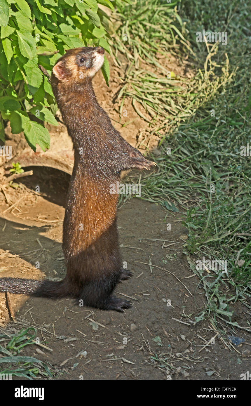 Polecat Standing, Mustela Putorius Stock Photo - Alamy