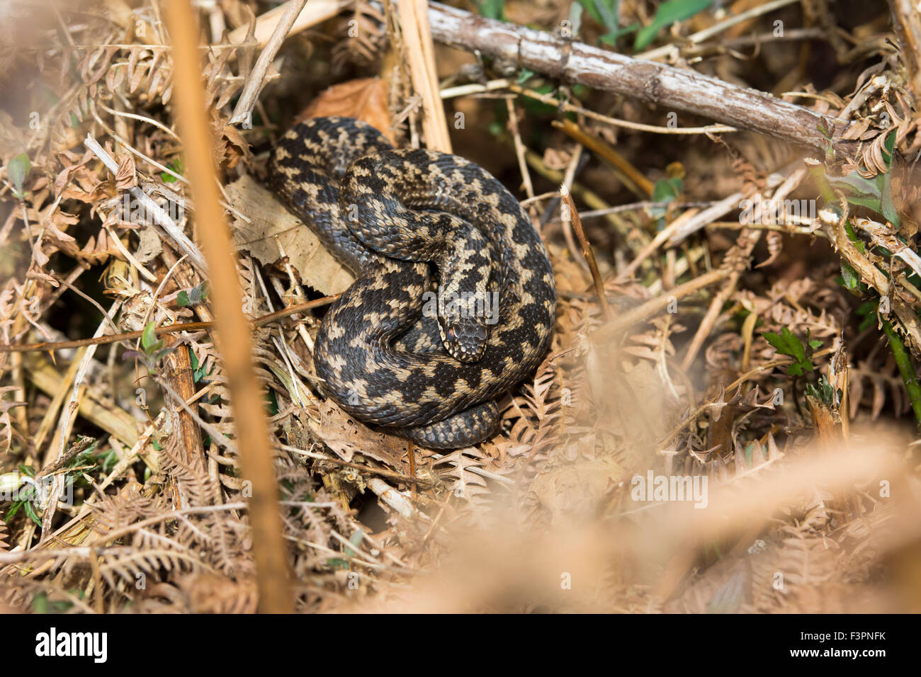 Female adder hi-res stock photography and images - Alamy