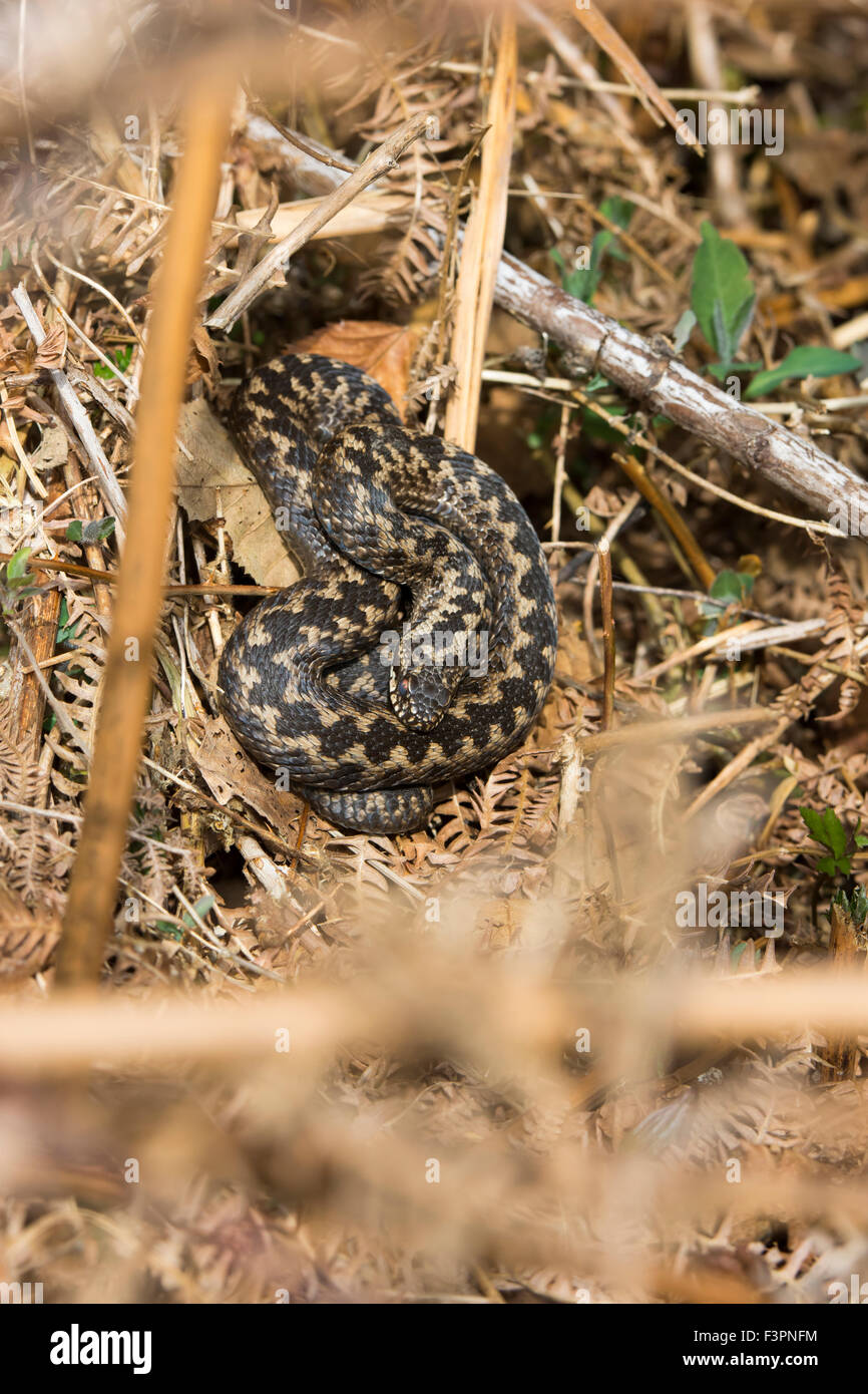 Female adder hi-res stock photography and images - Alamy