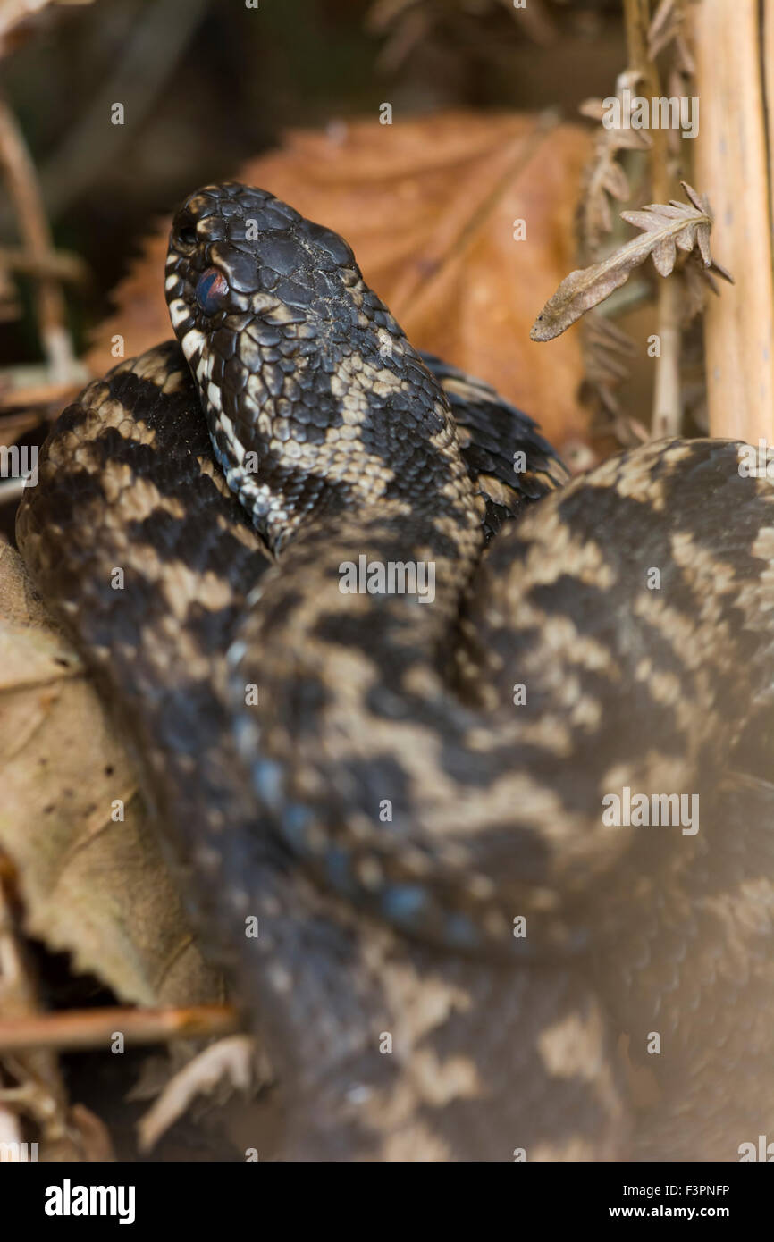 Female adder hi-res stock photography and images - Alamy