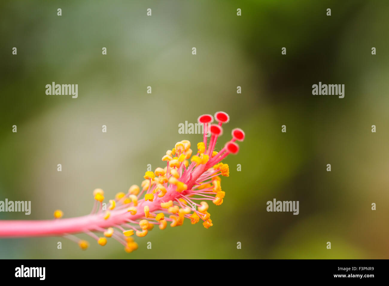 Hibiscus flower pollen hi-res stock photography and images - Alamy