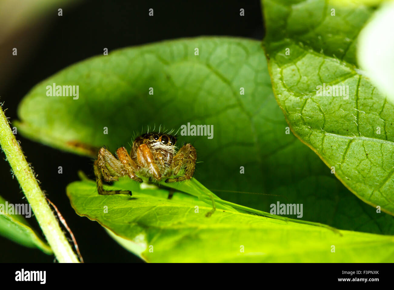 Big jumping spider on hi-res stock photography and images - Alamy
