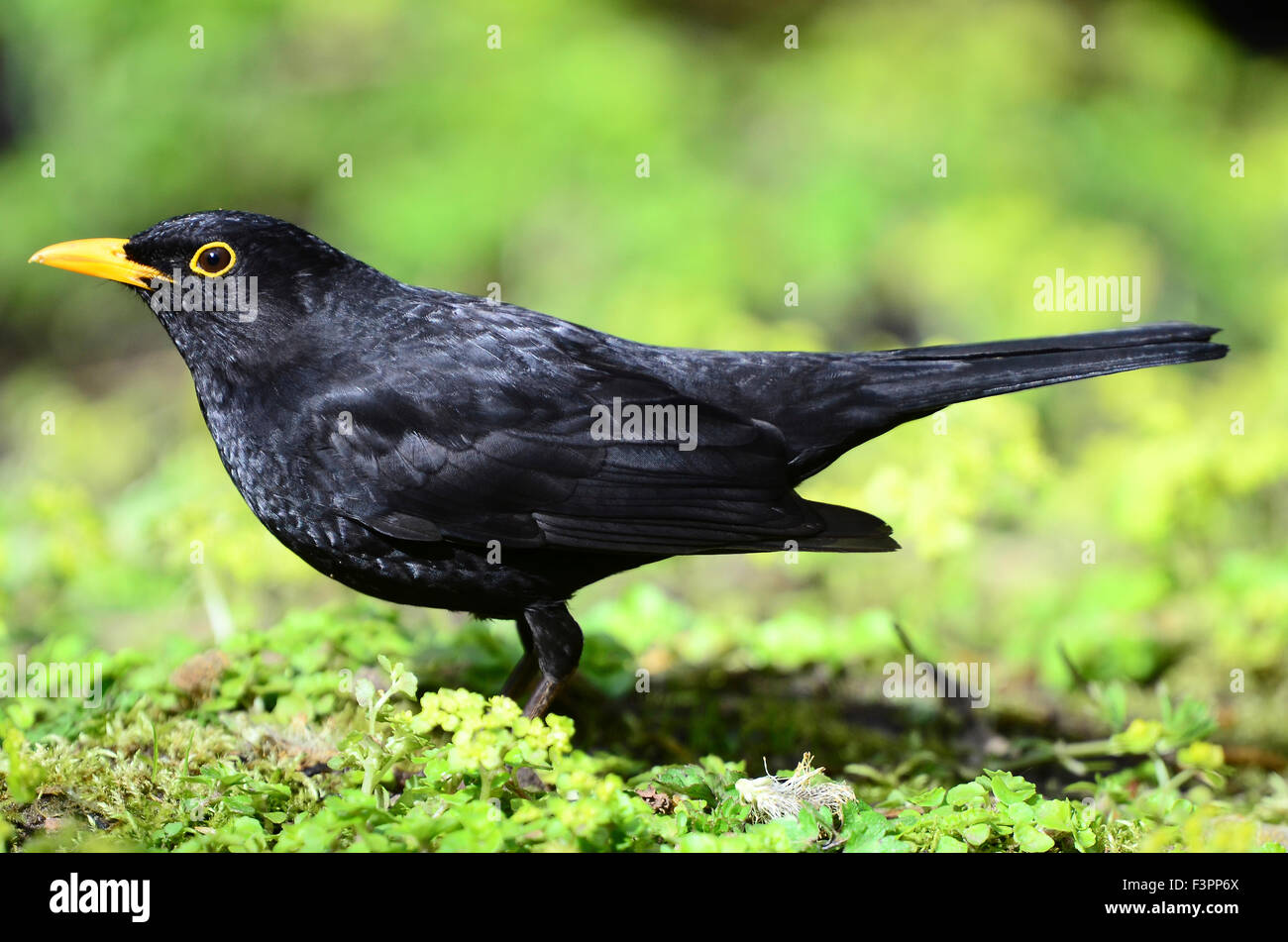 Turdus merula image hi-res stock photography and images - Alamy