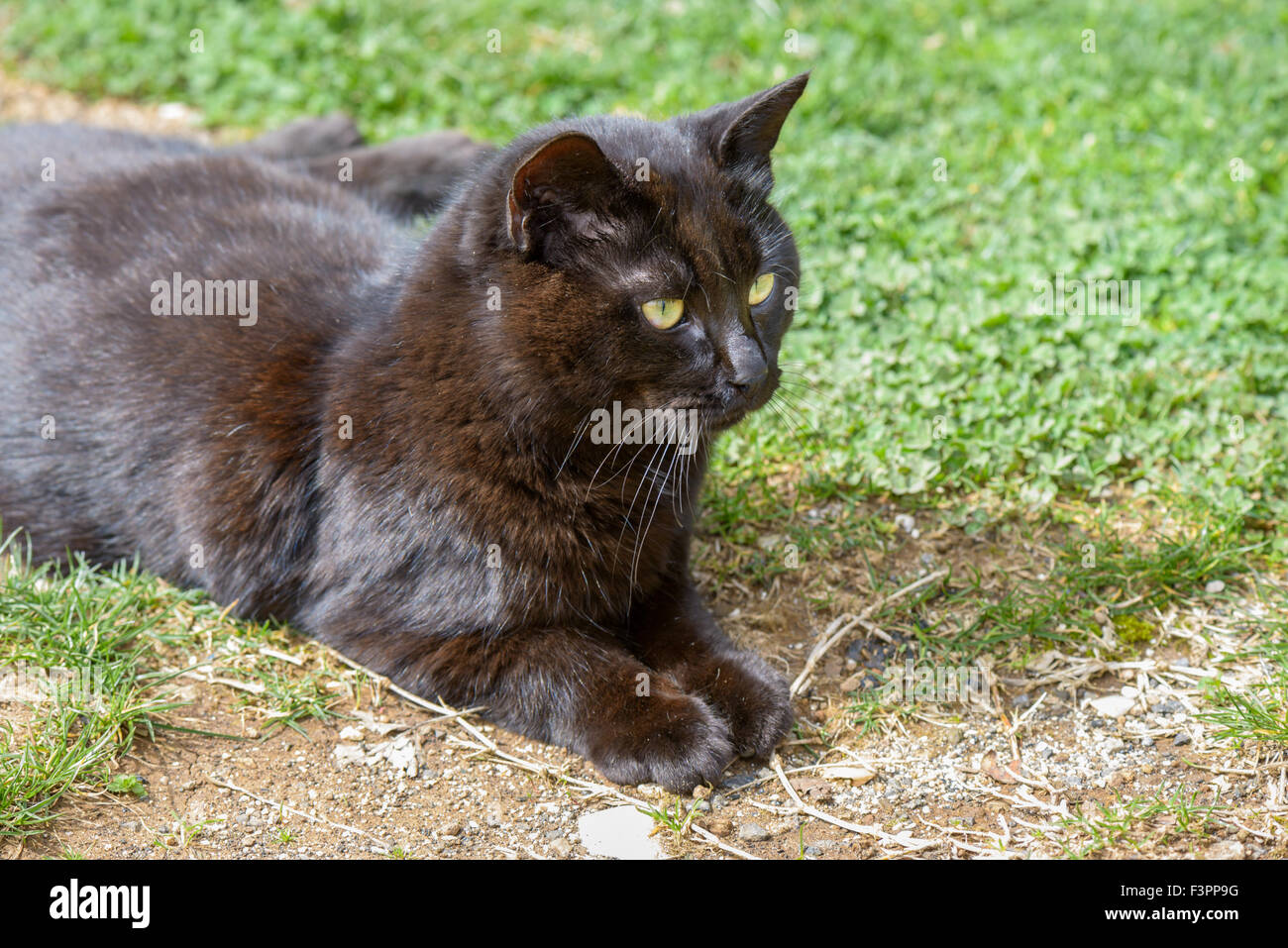 Insect pet cat hi-res stock photography and images - Alamy
