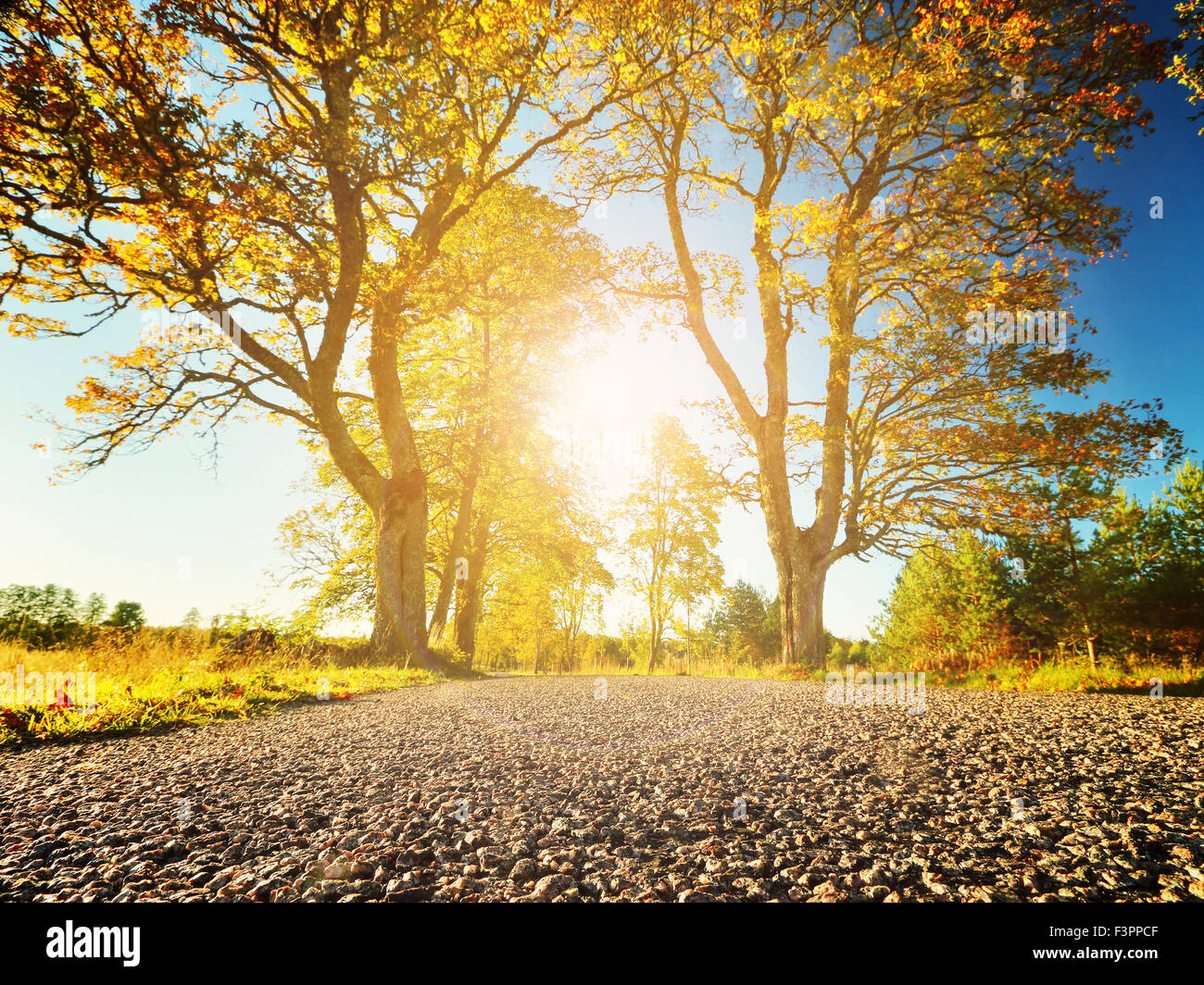 trees on the road side Stock Photo - Alamy