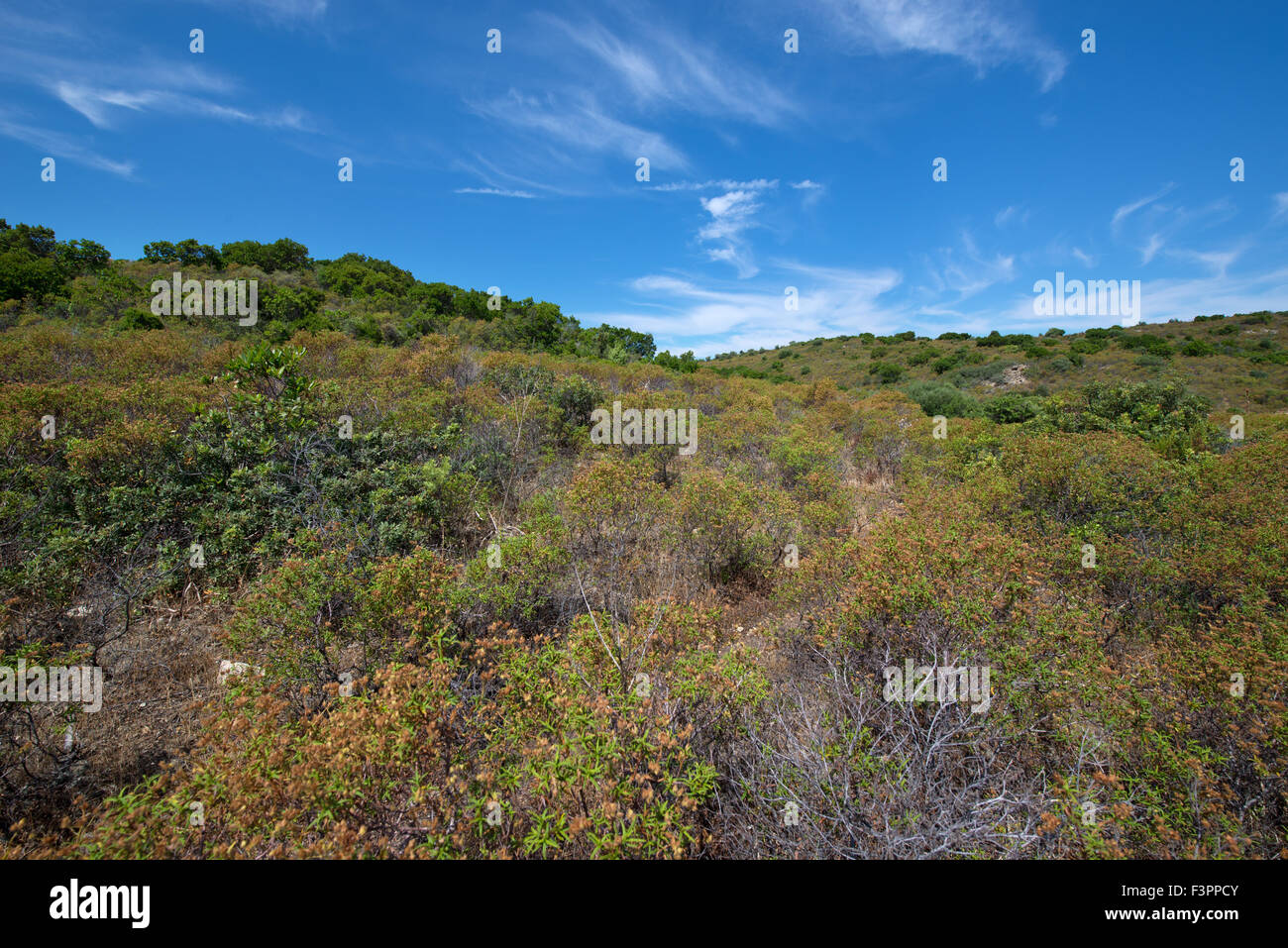 Mediterranean scrub of Desert des Agriates between Lotu Beach and ...