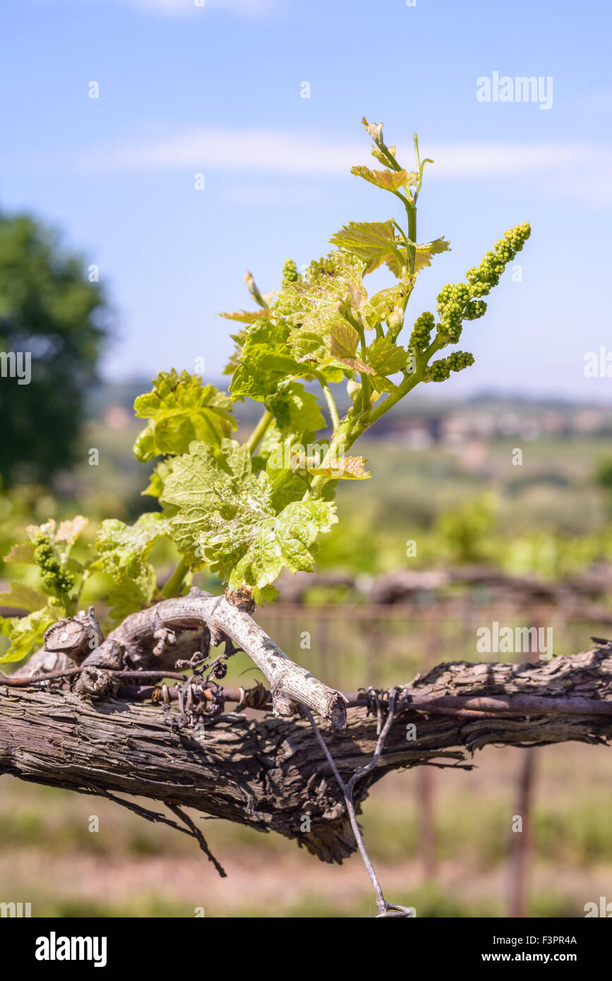 Bud grape hi-res stock photography and images - Alamy