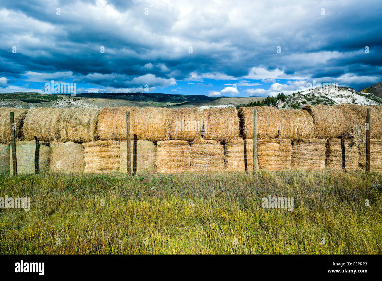 Wide panorama videw of rolled bales of hay near Yampa, Colorado, USA ...