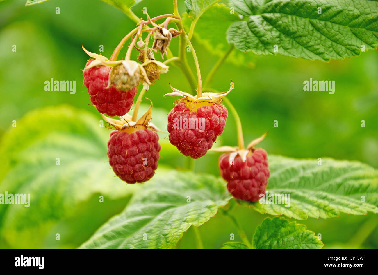 Four red raspberries growing on the branch Stock Photo - Alamy