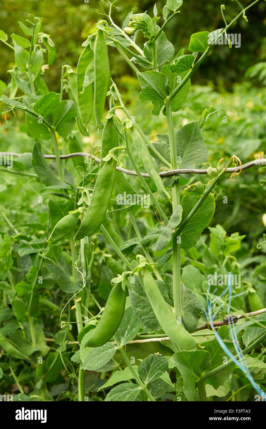Pea pod plant hi-res stock photography and images - Alamy