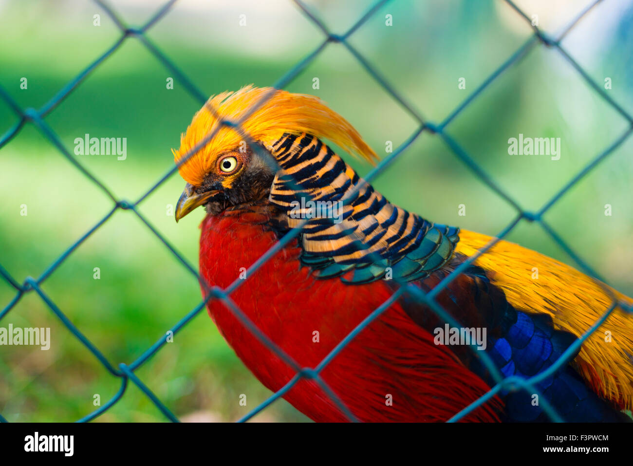 Portrait of captive Golden Pheasant (Chrysolophus pictus Stock Photo ...