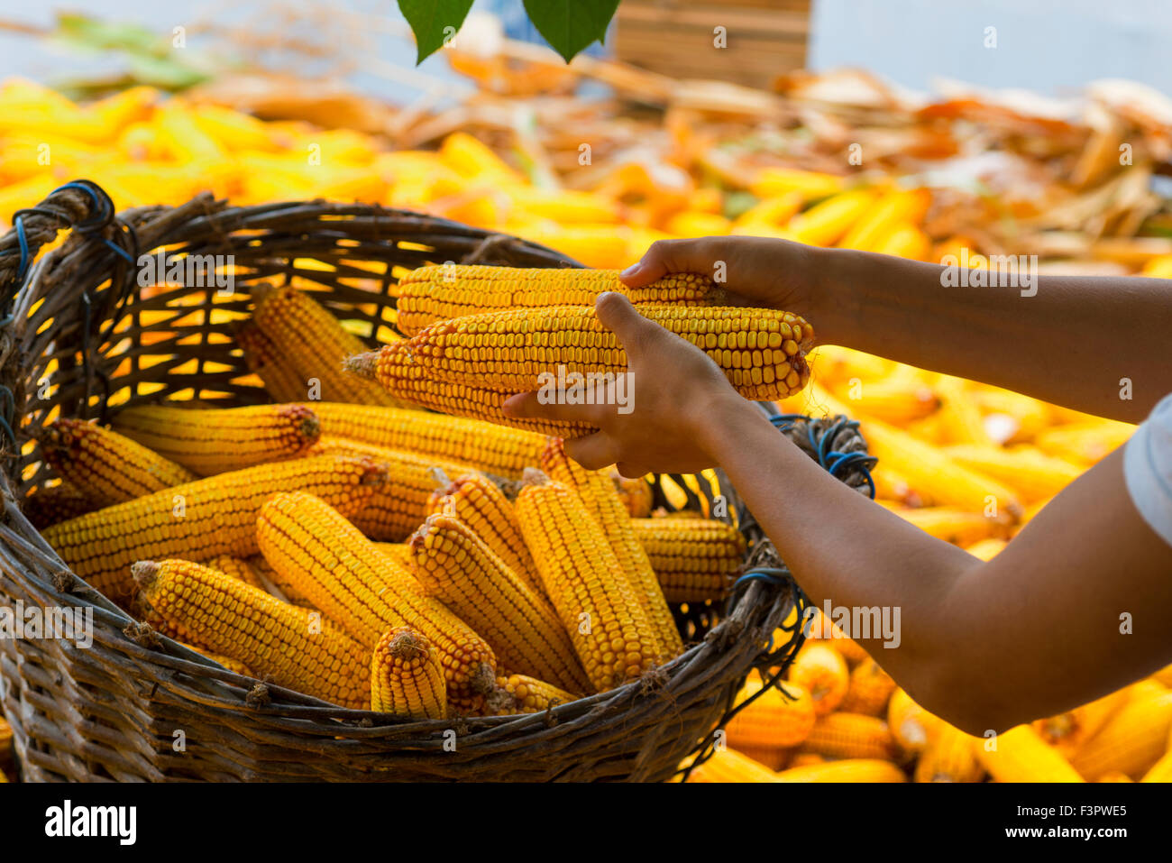 Human hands holding corn after harvest Stock Photo - Alamy