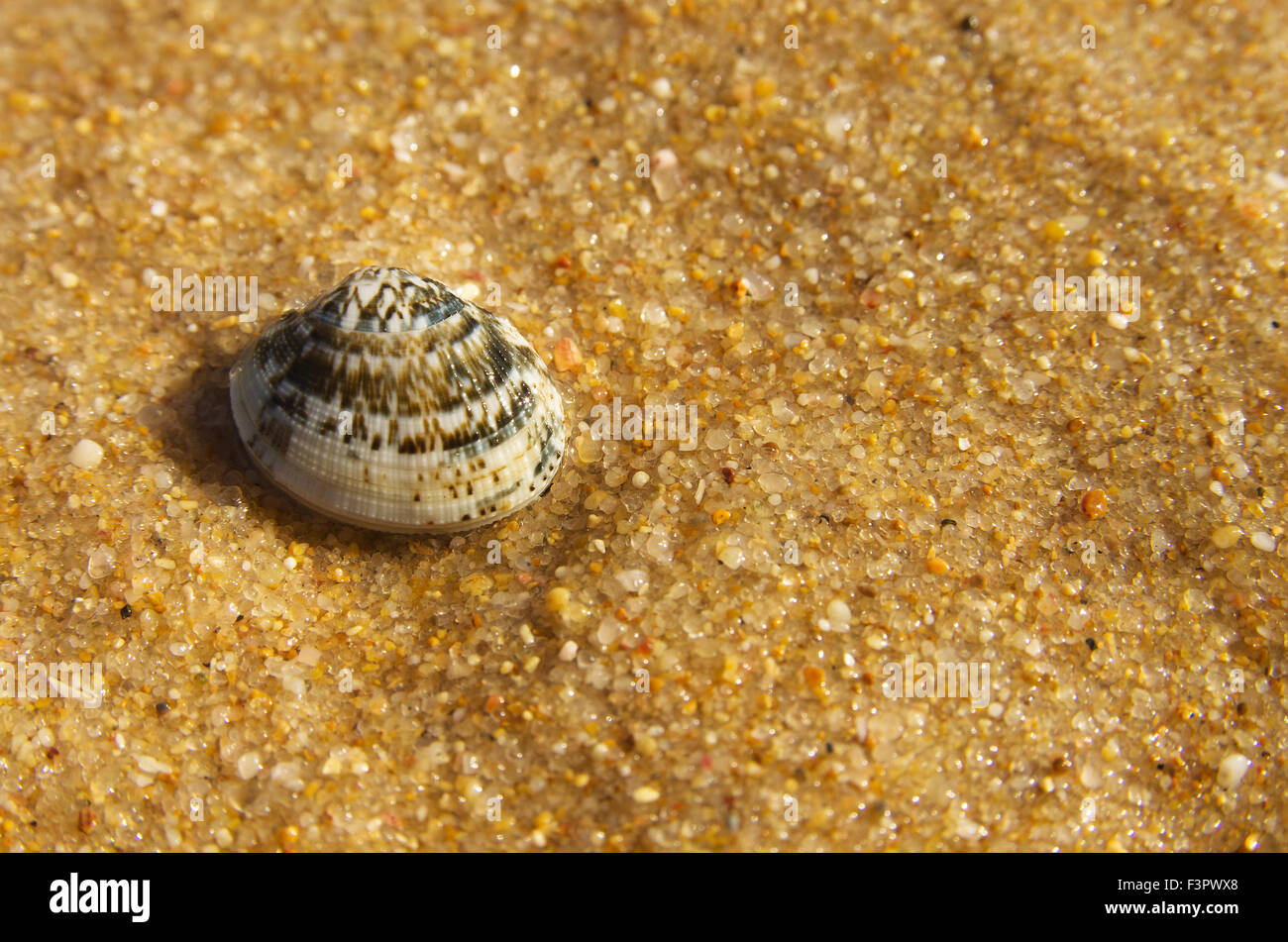 Live shell sand beach hi-res stock photography and images - Alamy