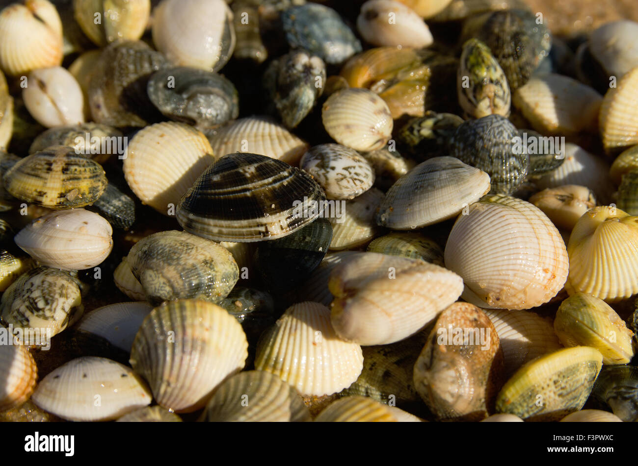 Shellfish of clam and cockle Stock Photo - Alamy