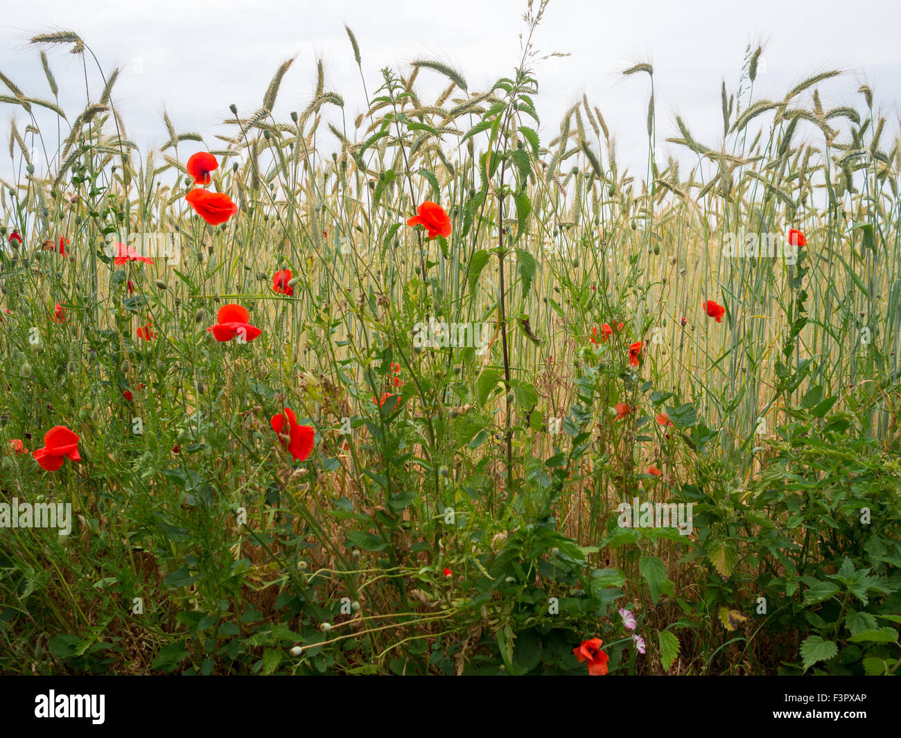 Western red spring wheat hi-res stock photography and images - Alamy