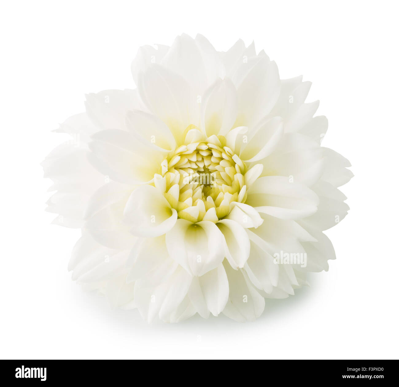 Dahlias flower flowers petal hi-res stock photography and images - Alamy