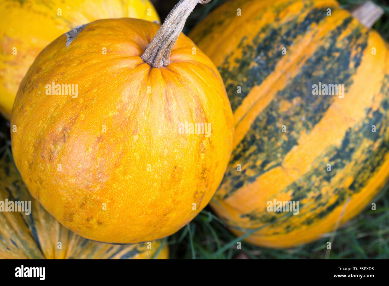 Close up big pumpkin hi-res stock photography and images - Alamy