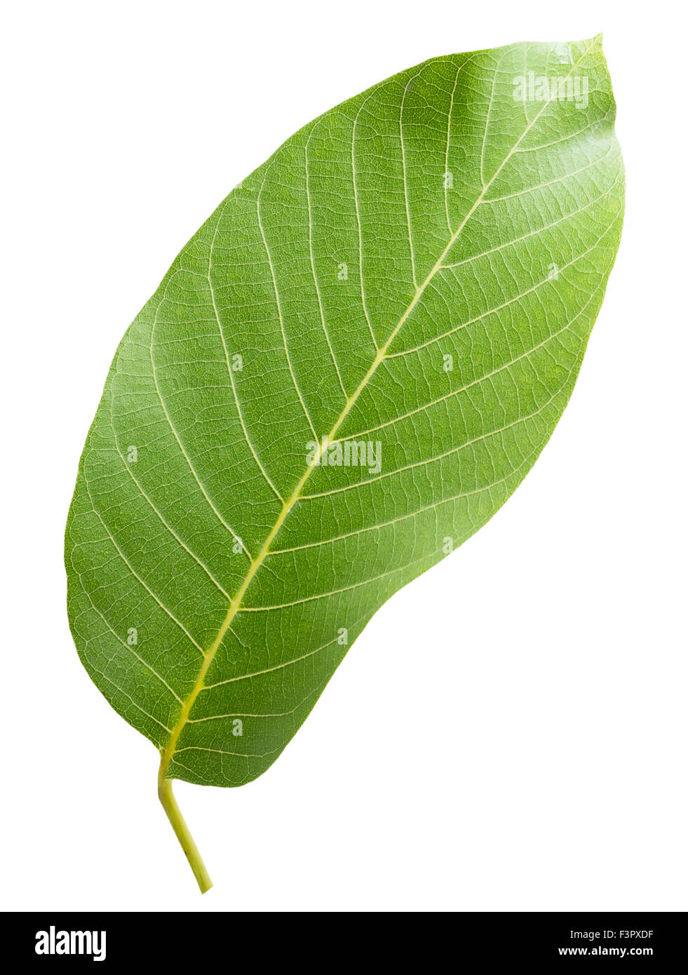 Walnut leaf hi-res stock photography and images - Alamy