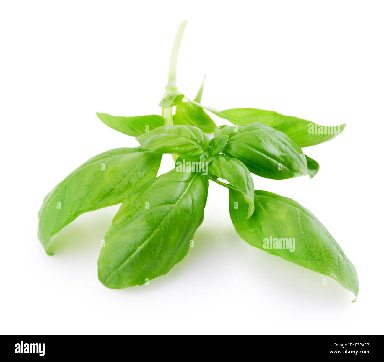 Basilic leaves hi-res stock photography and images - Alamy