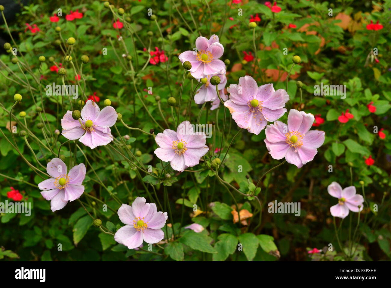 Japanese anemones in autumn border Stock Photo - Alamy